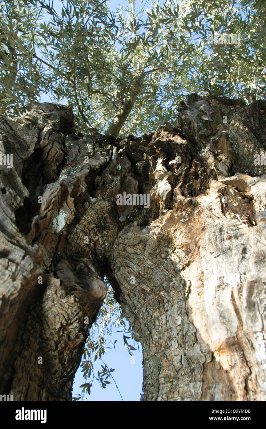 Israel Upper Galilee The Bedouin village of Wadi Salame Ancient olive ...