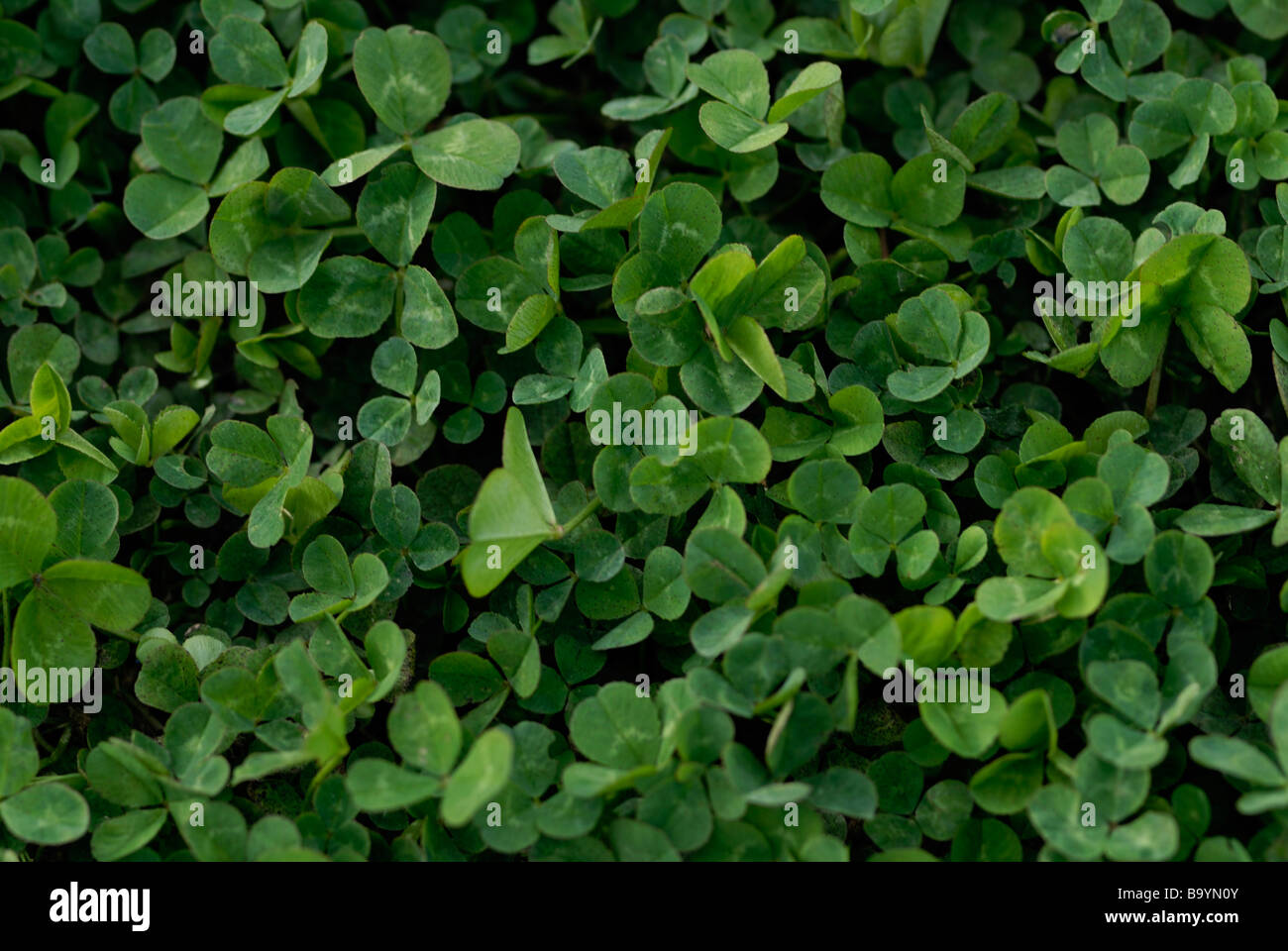 Patch of white clover Trifolium repens with Cymadothea trifolii Stock ...