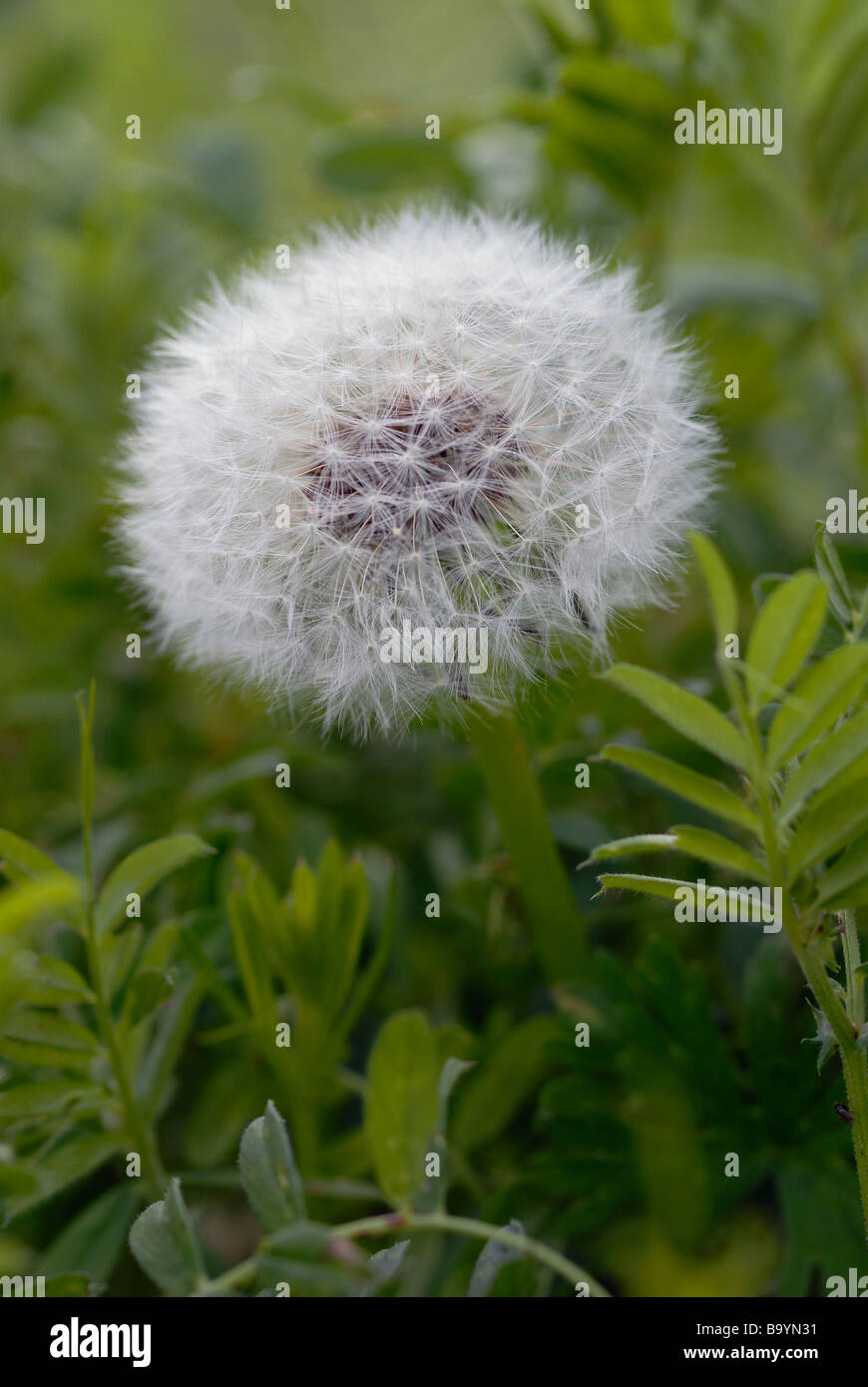 Dandelion tufts hi-res stock photography and images - Alamy