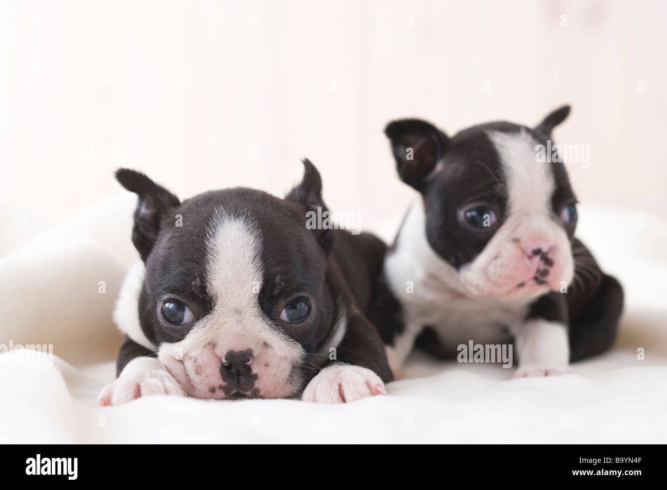 Two boston terrier lying down Stock Photo - Alamy