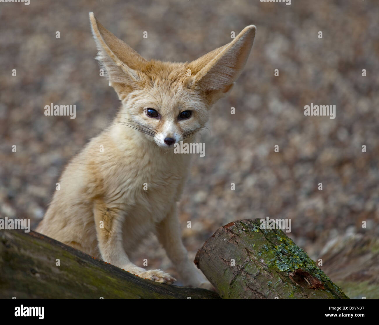 Fennec Fox (vulpes zerda Stock Photo - Alamy