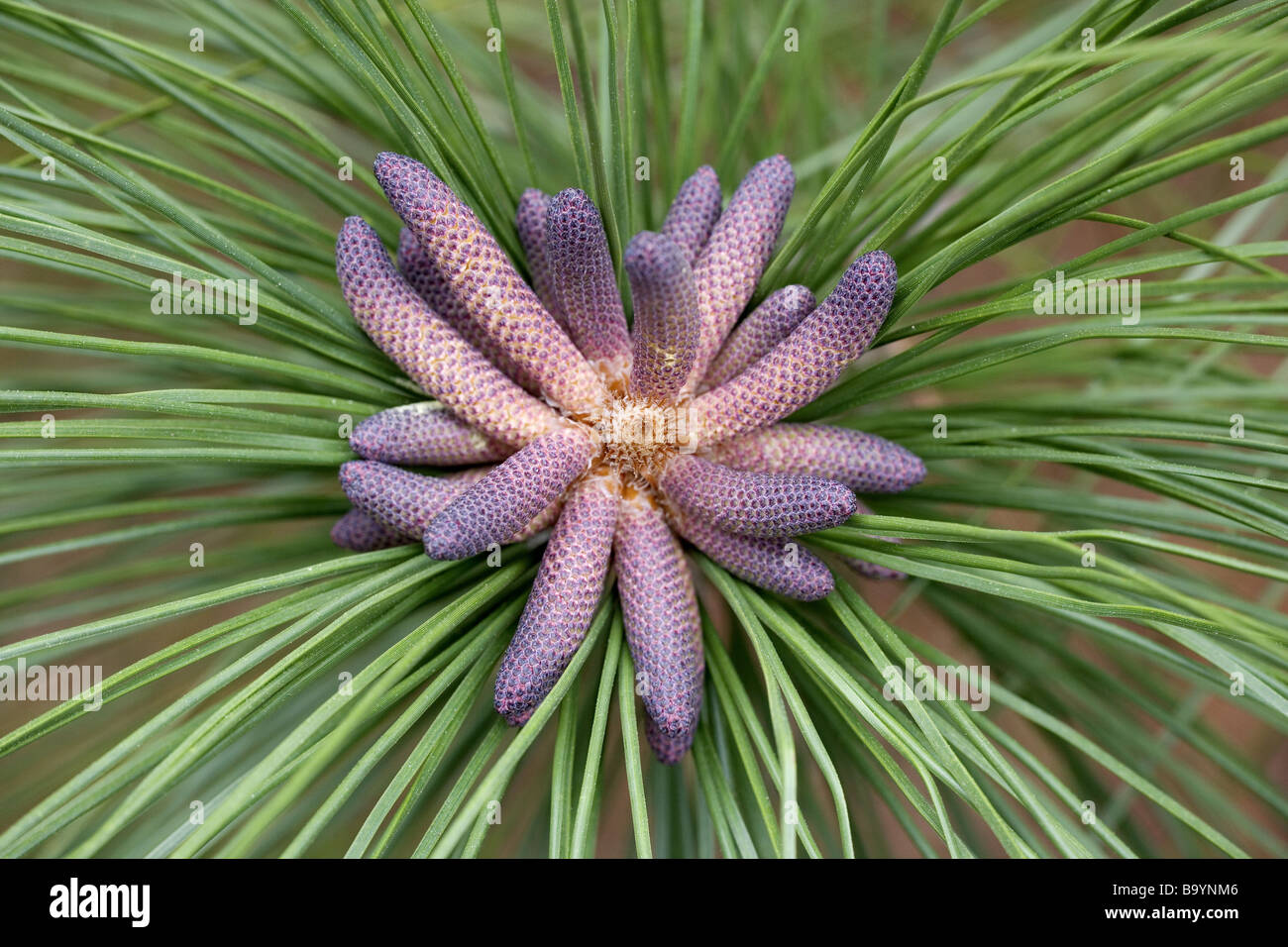 Slash pine branch hi-res stock photography and images - Alamy