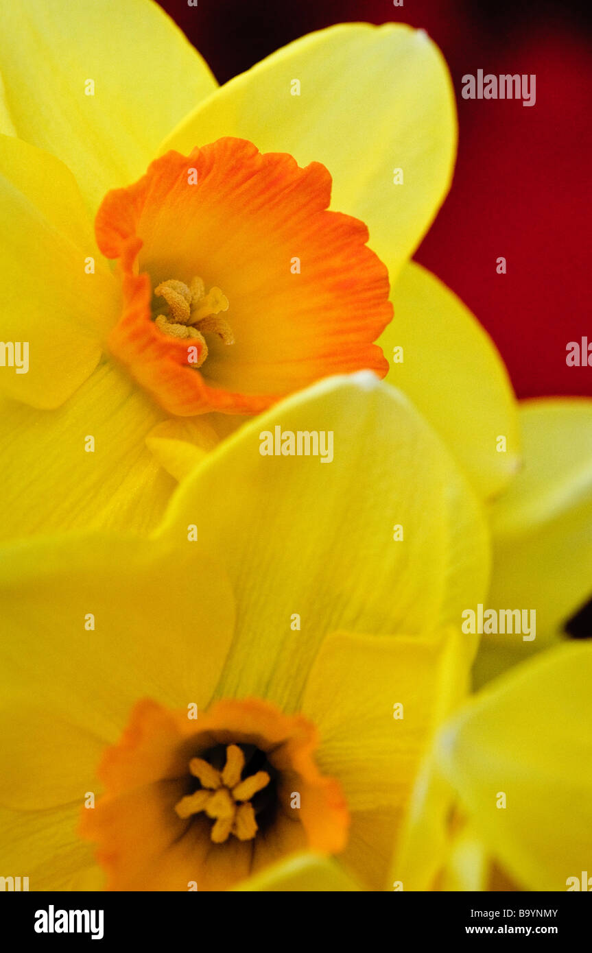 Daffodils garden species hi-res stock photography and images - Alamy
