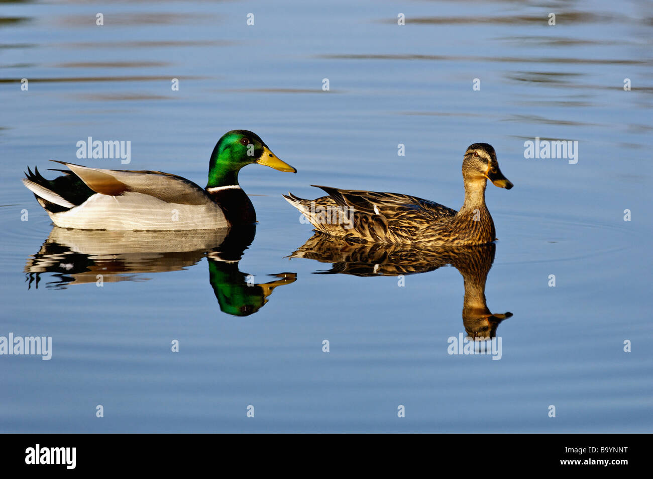 Male And Female Mallard