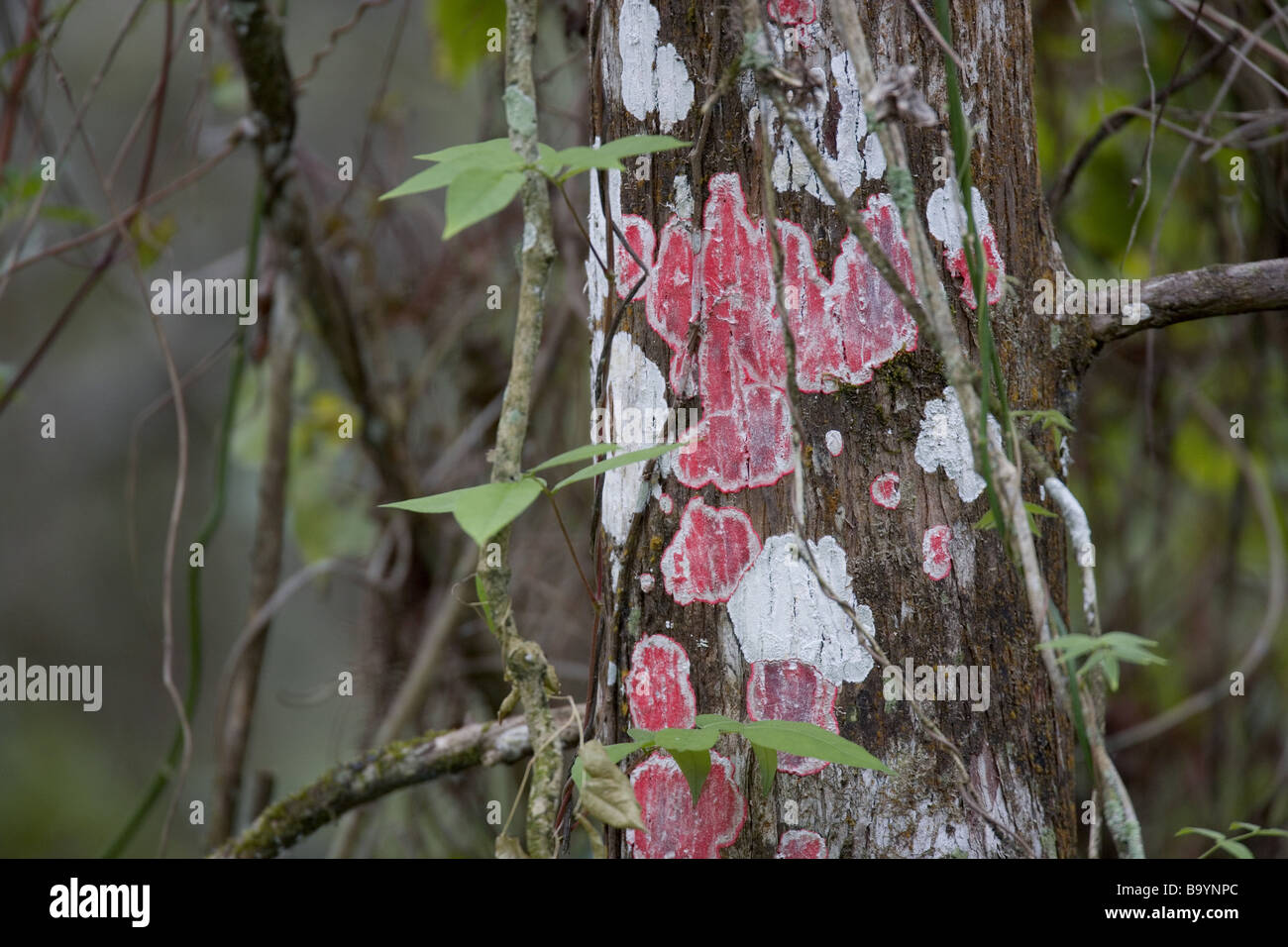 Florida fungi hi-res stock photography and images - Alamy