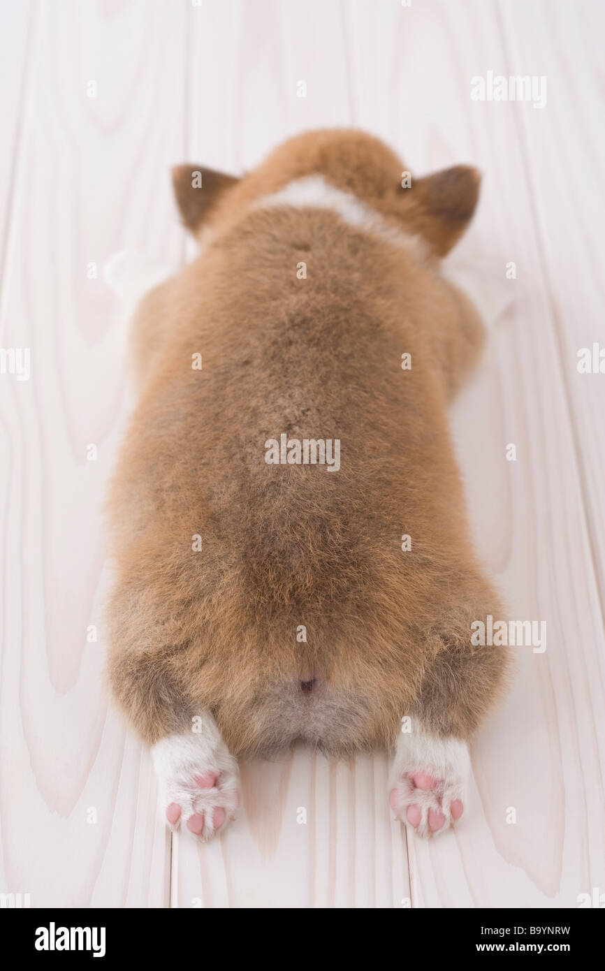 Pembroke welsh corgi lying down Stock Photo - Alamy