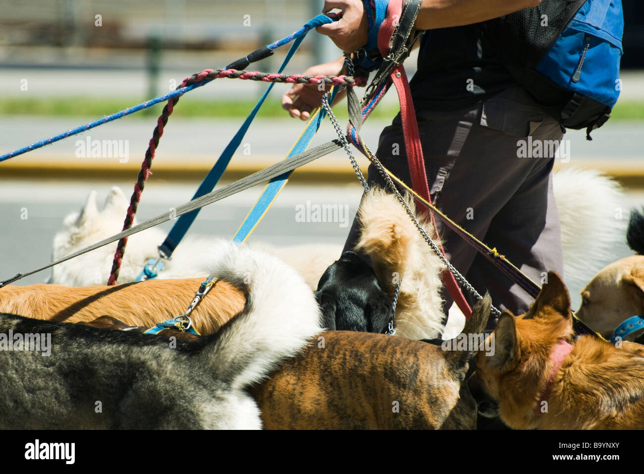Person walking several dogs, cropped view Stock Photo - Alamy