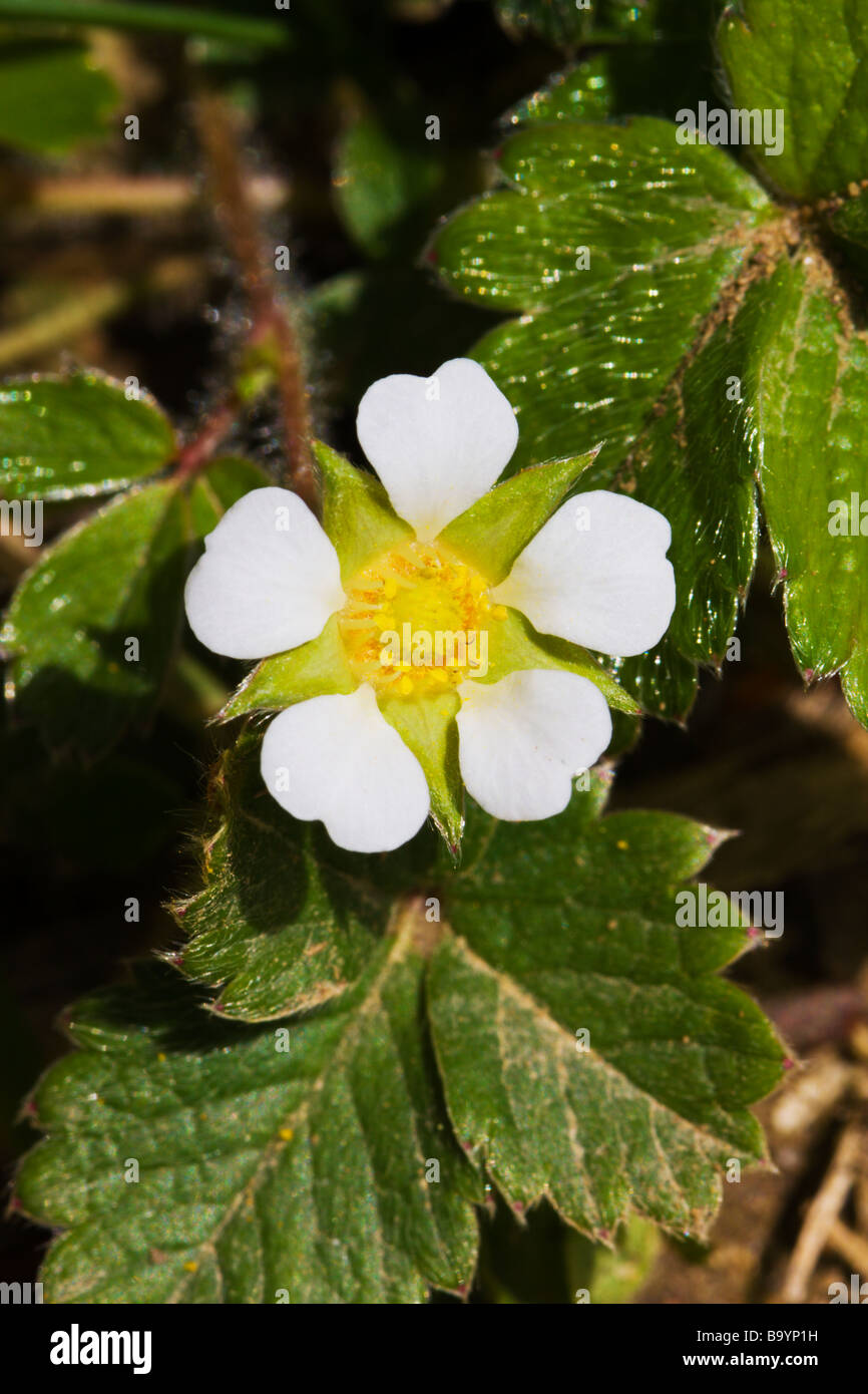 Barren strawberry hi-res stock photography and images - Alamy
