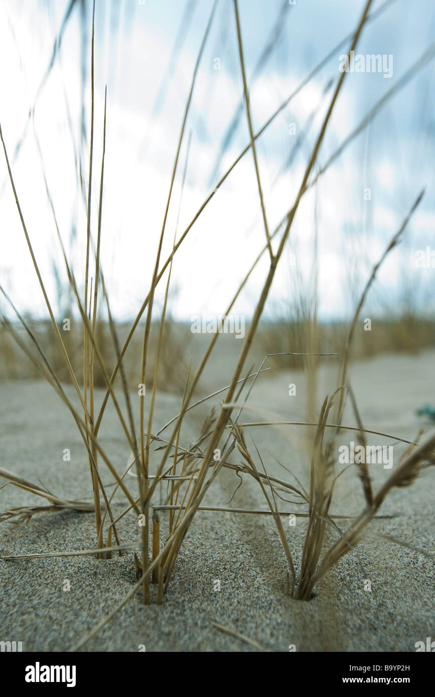 Maram Grass High Resolution Stock Photography and Images - Alamy