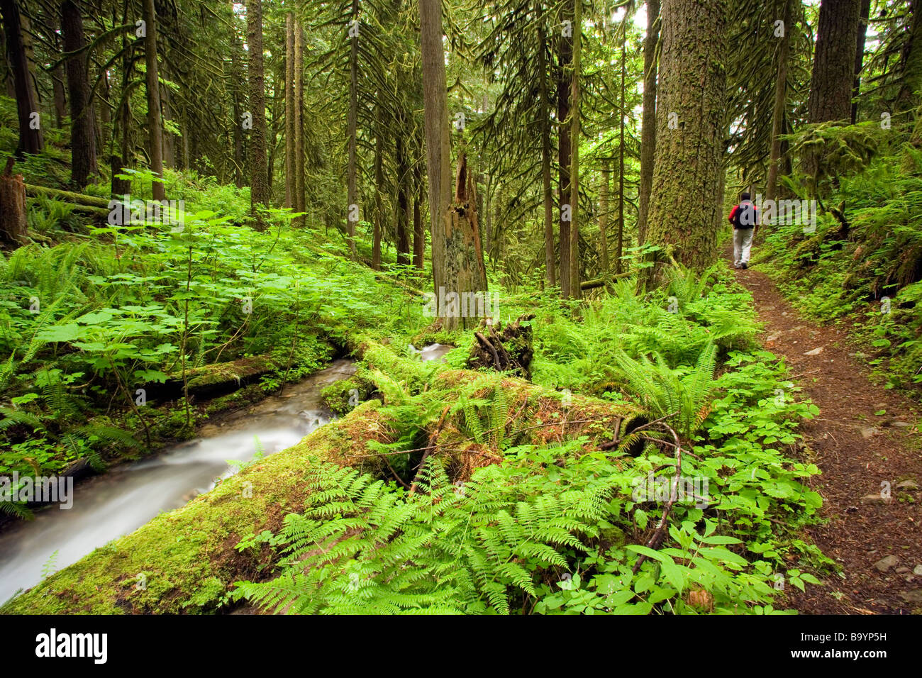 Old growth forest trail near river - Rockport State Park, Washington ...