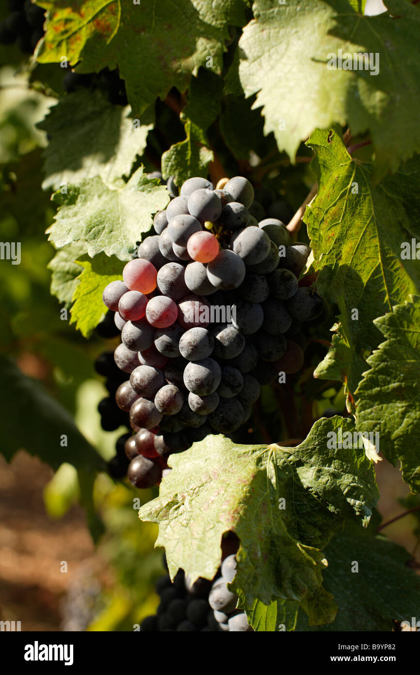 Vine,bunch of grapes Stock Photo - Alamy