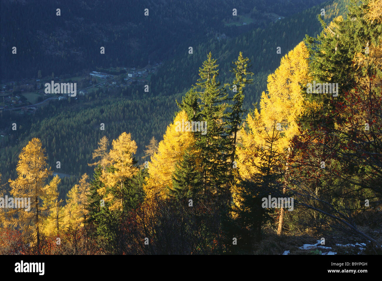 Sunlit trees and valley Stock Photo - Alamy