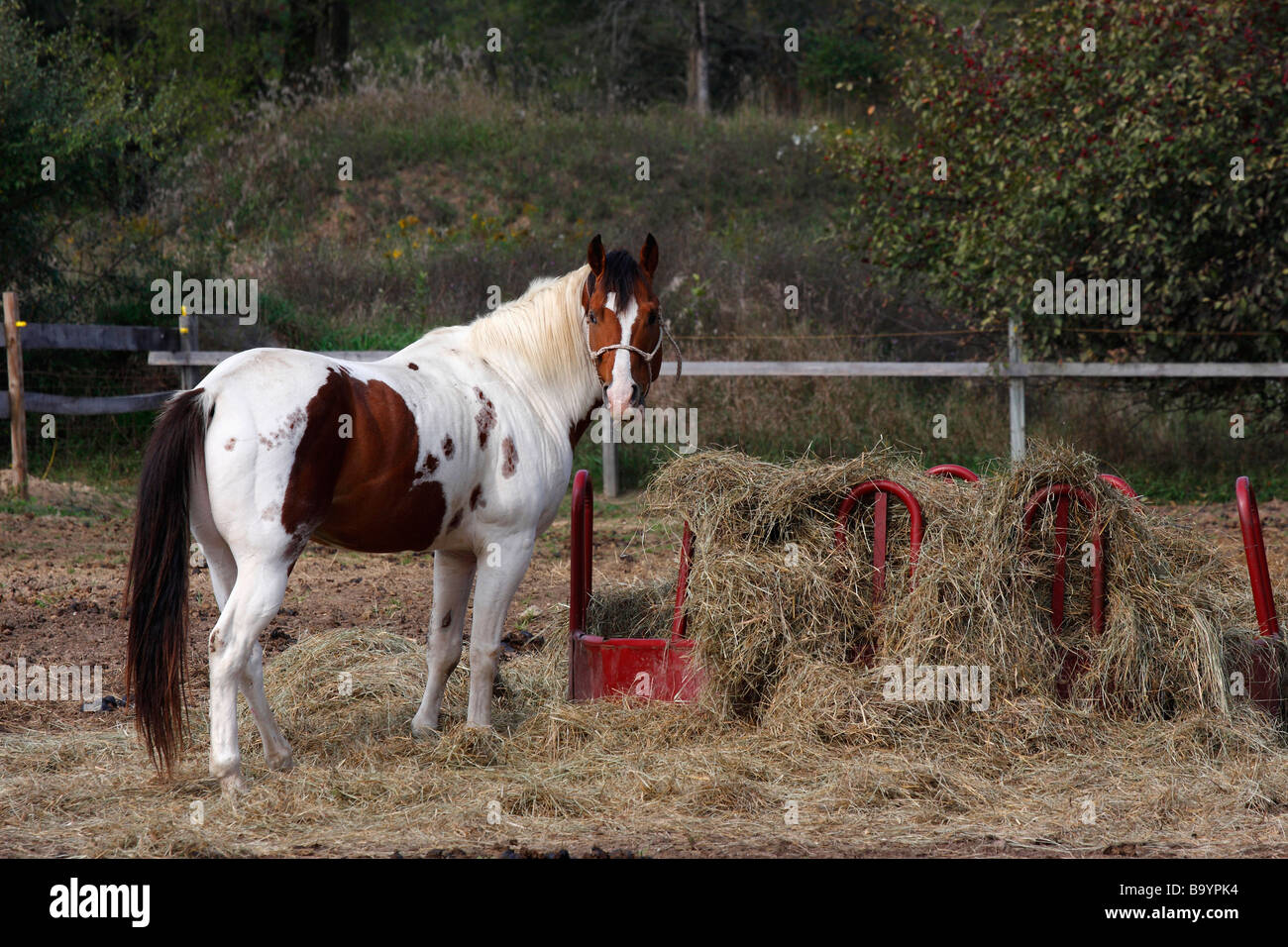 Horse farming hi-res stock photography and images - Alamy