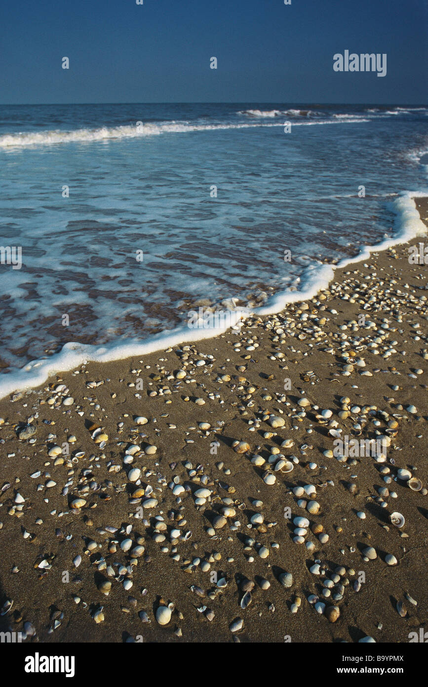 Seashells and surf on beach Stock Photo - Alamy