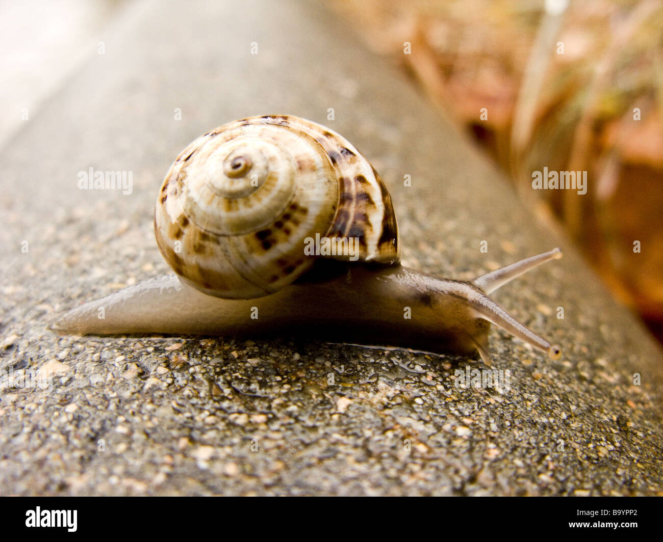 snail close up Stock Photo - Alamy