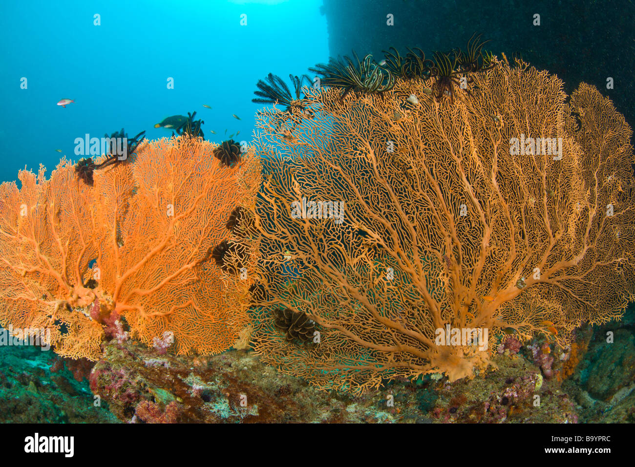 Large gorgonian sea fans hi-res stock photography and images - Alamy