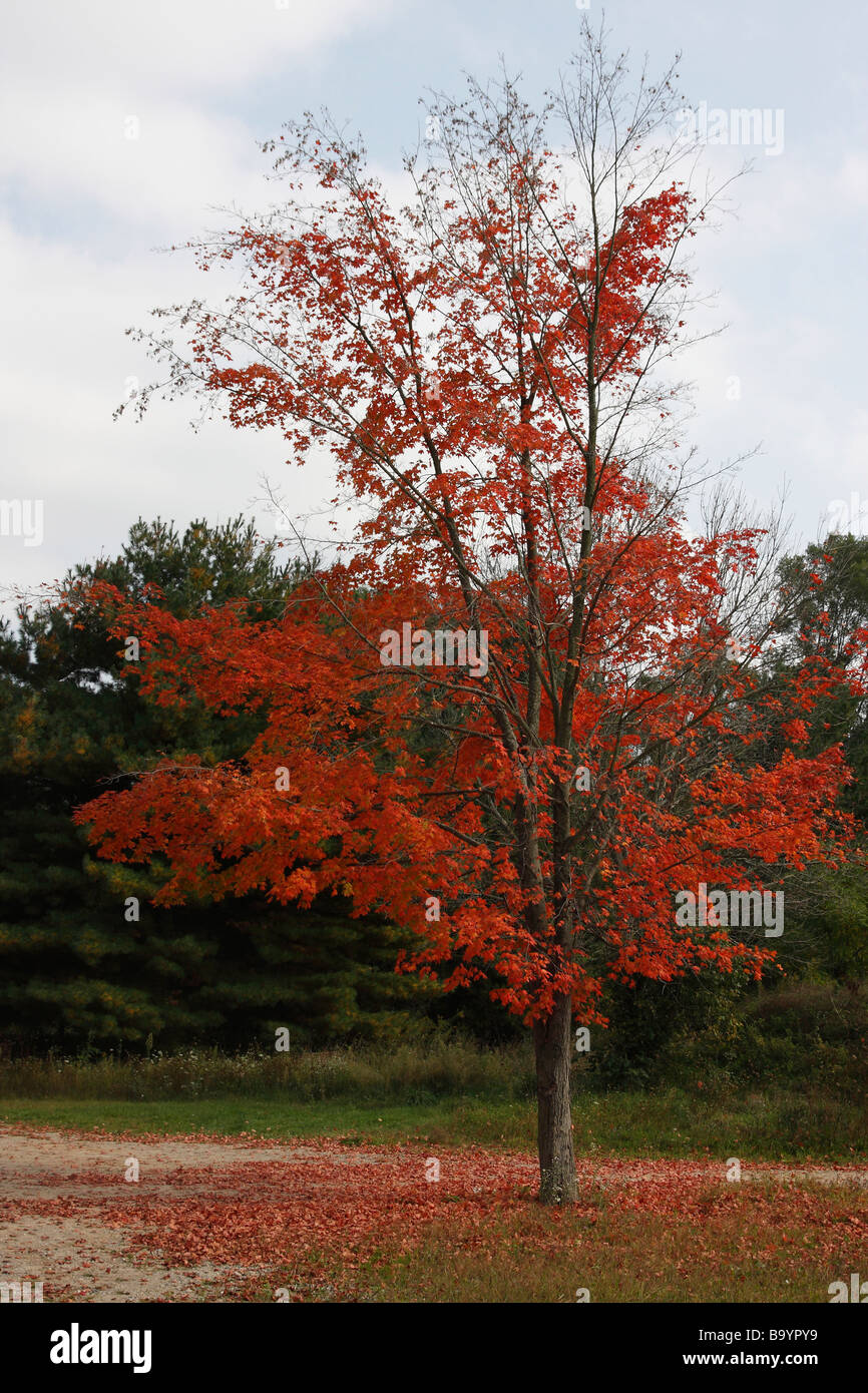Autumn beautiful landscape with red leaves on a tree very hight ...