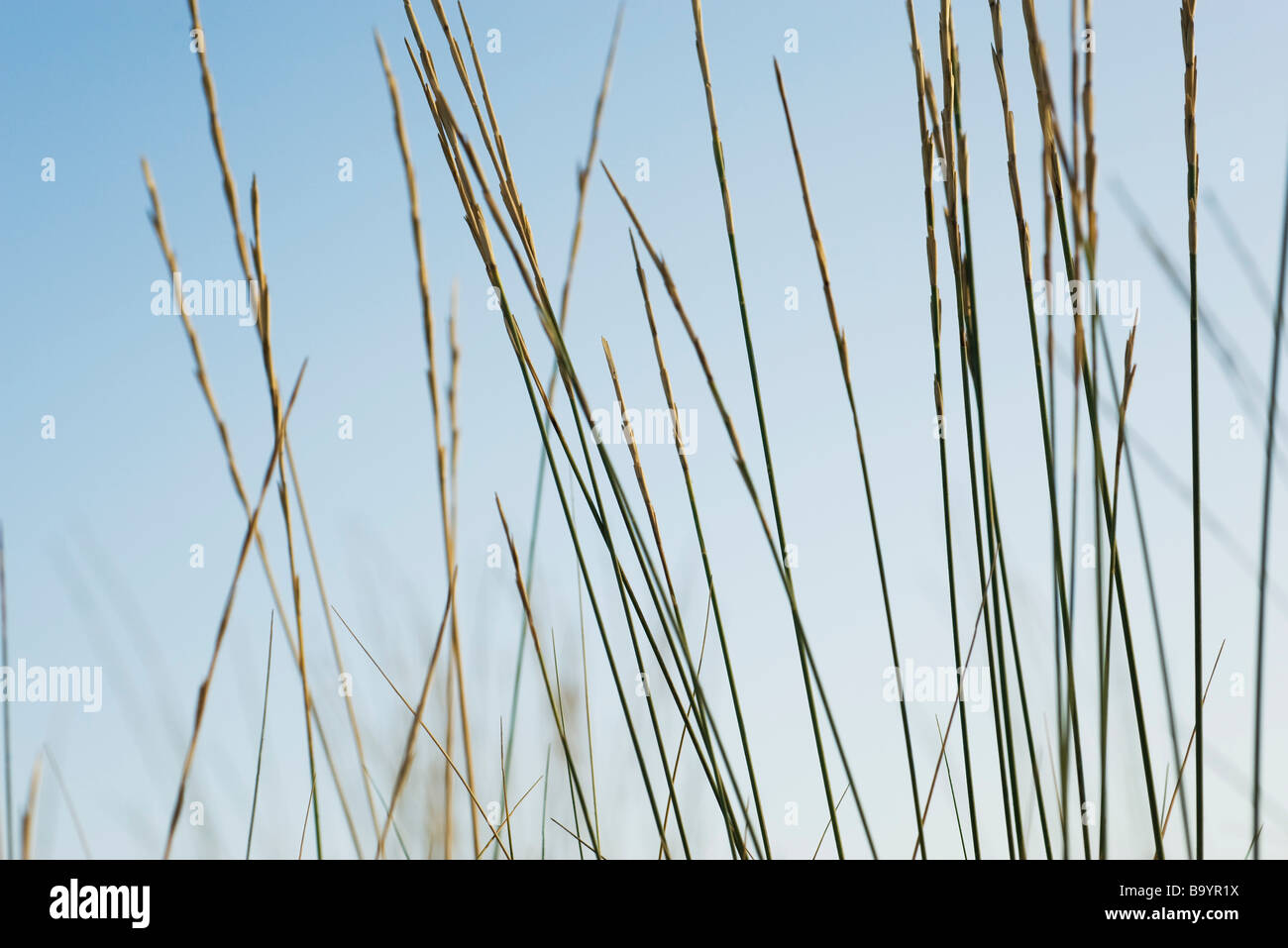 Tall grass, close-up Stock Photo - Alamy