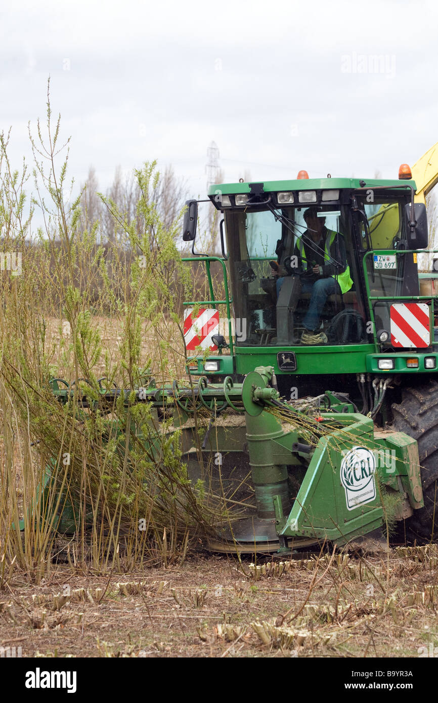 Harvesting Willow For Bio Fuel Stock Photo - Alamy