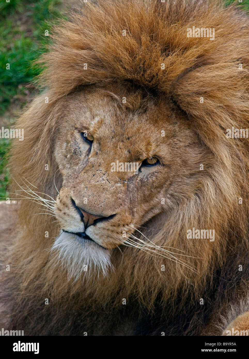 Male lion's mane hi-res stock photography and images - Alamy