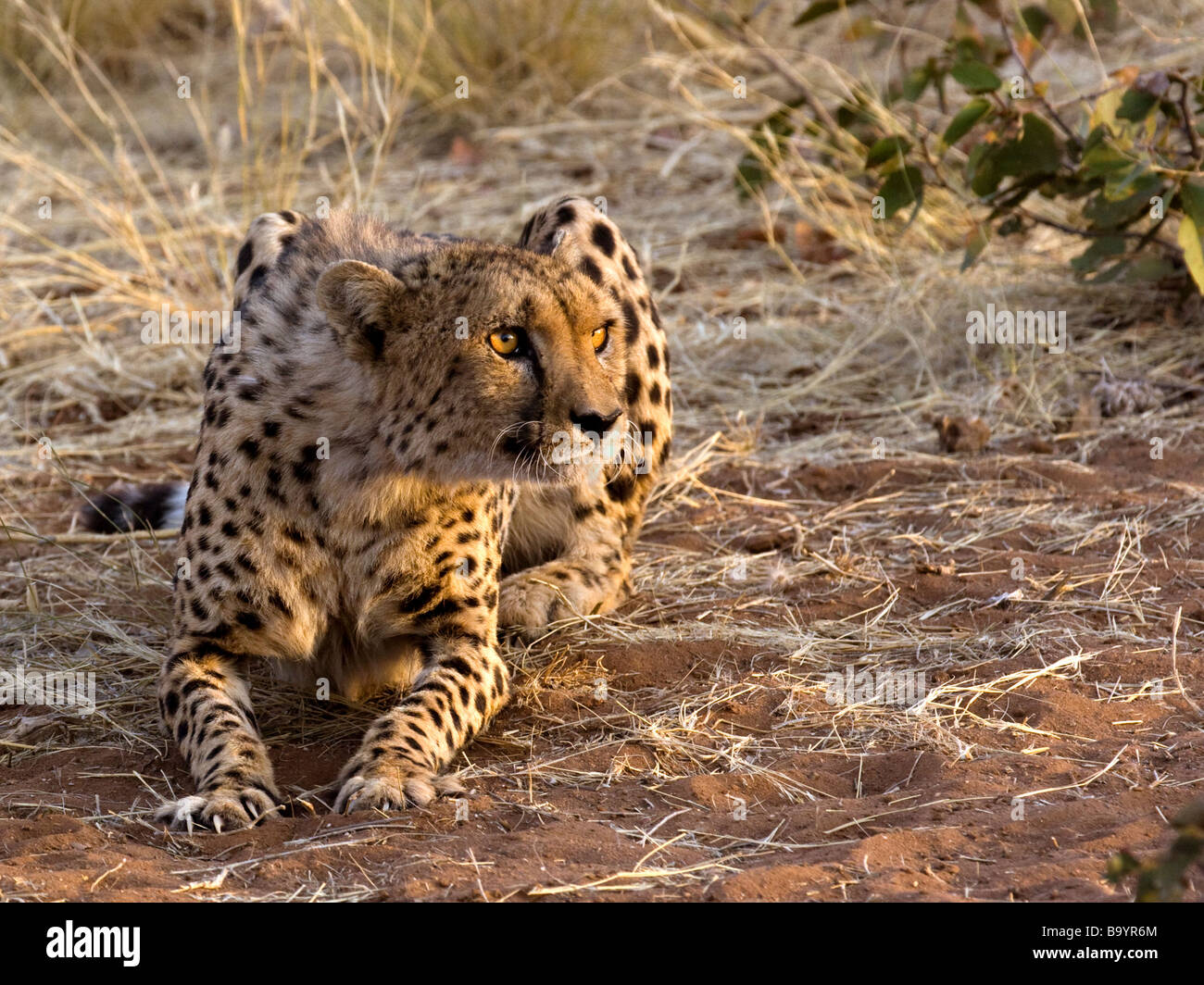 Cheetah Crouching. Namibia, Africa Stock Photo - Alamy