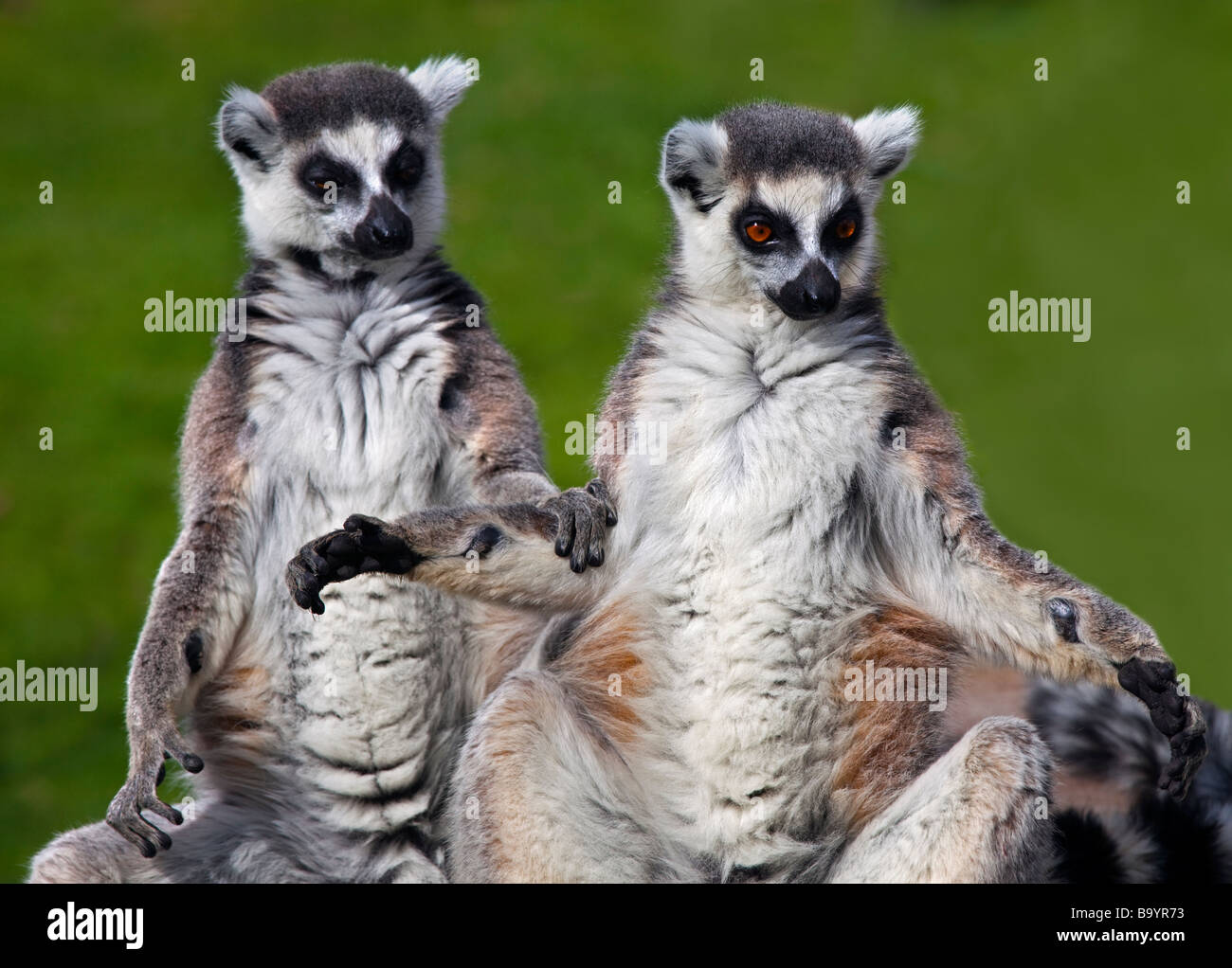 Two Ring Tailed Lemurs (lemur catta) bonding Stock Photo - Alamy