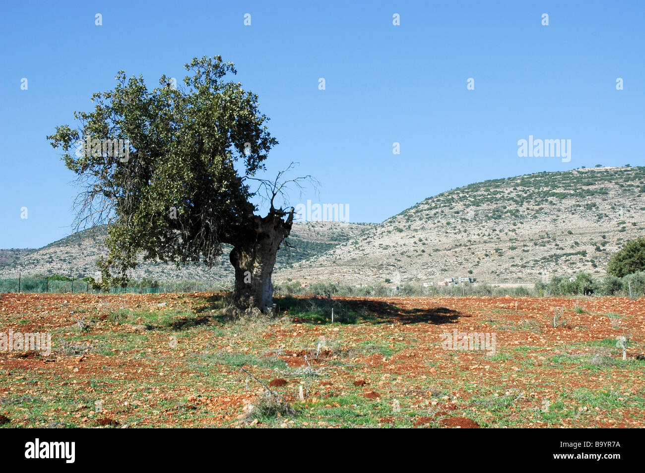 Israel Upper Galilee The Bedouin village of Wadi Salame Ancient Mount ...