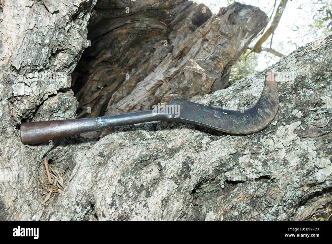 Israel Upper Galilee The Bedouin village of Wadi Salame the sickle used ...