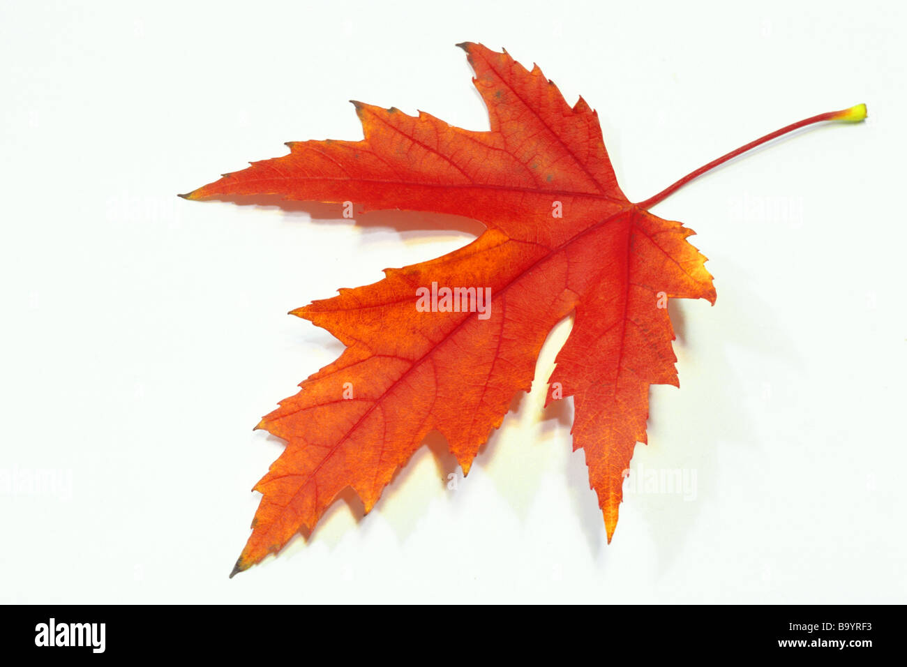 Sugar maple tree colors hi-res stock photography and images - Alamy