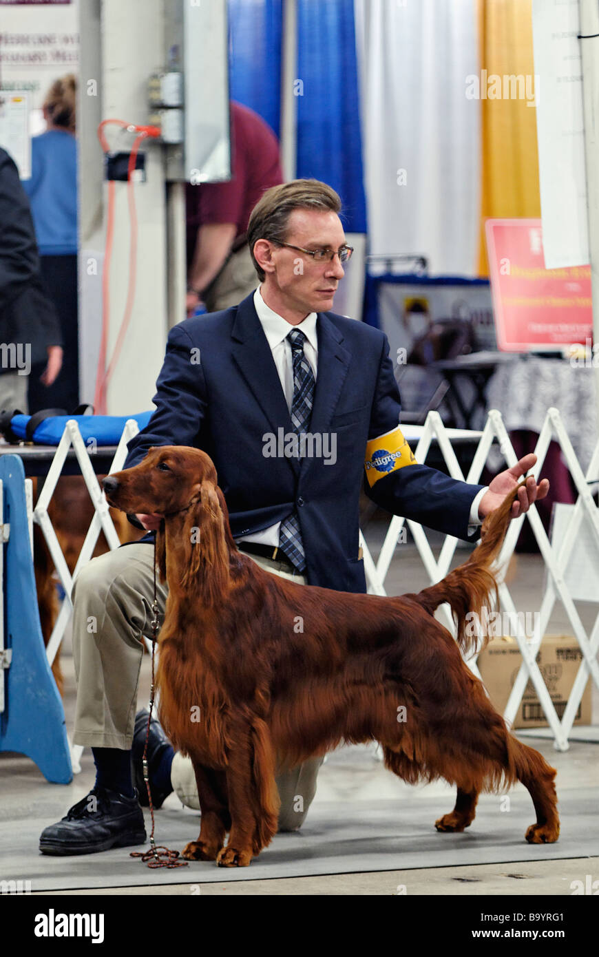 Irish Setter being Shown in the Show Ring at the Louisville Dog Show in ...