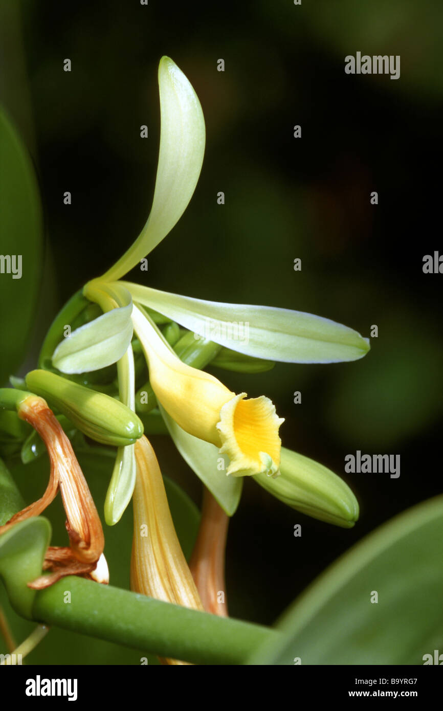 Vanilla planifolia hi-res stock photography and images - Alamy