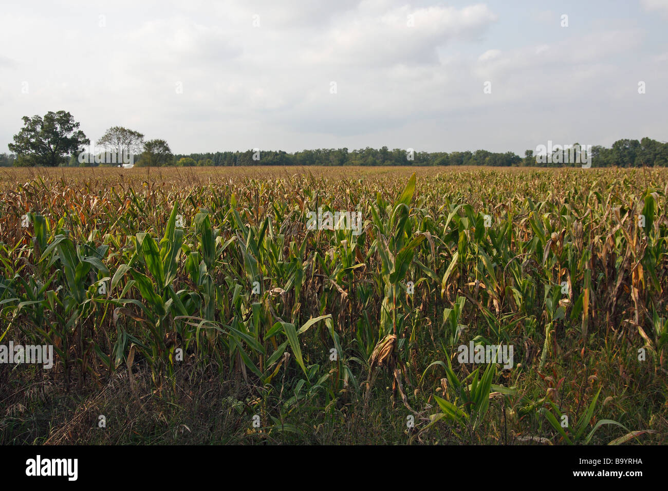 Rural landscape of growing corn field blue sky nobody outside horizon ...