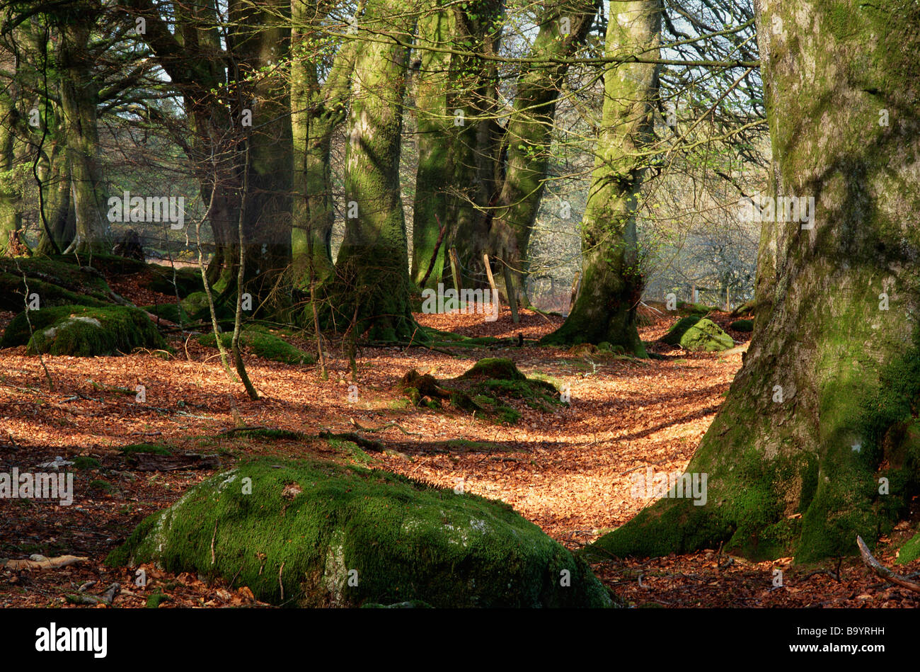 Beech woods at Burrator in the Dartmoor National Park Devon Stock Photo ...