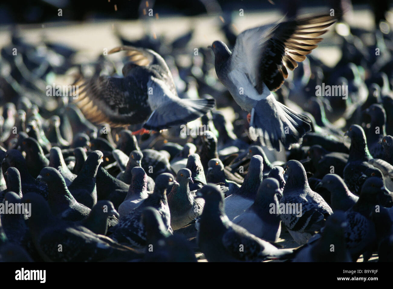 Flock of pigeons Stock Photo - Alamy