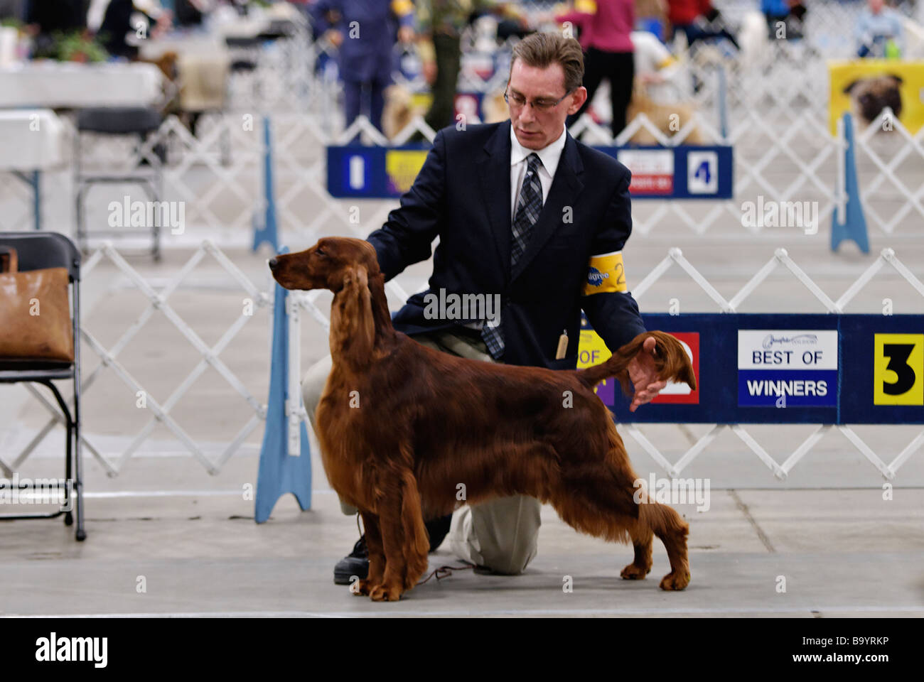 Irish Setter being Shown in the Show Ring at the Louisville Dog Show in ...