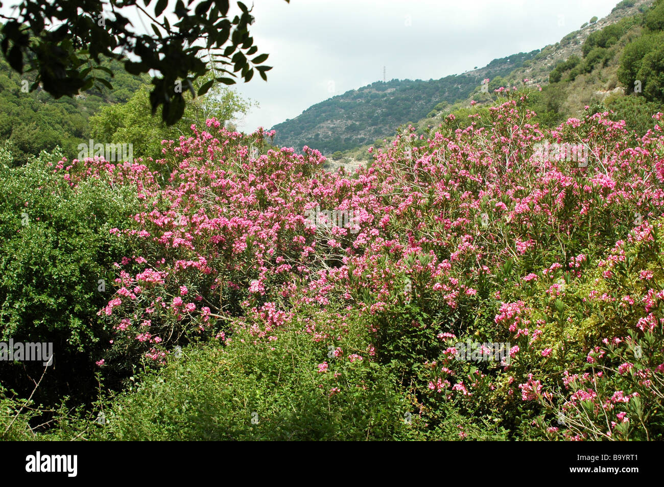 Israel Upper Galilee a group of school children on a field day to ...