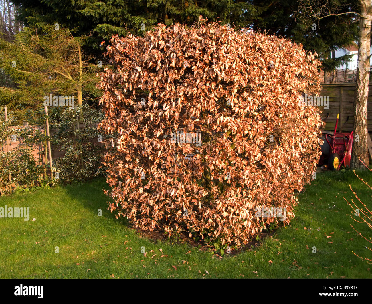 Beech hedging winter hi-res stock photography and images - Alamy