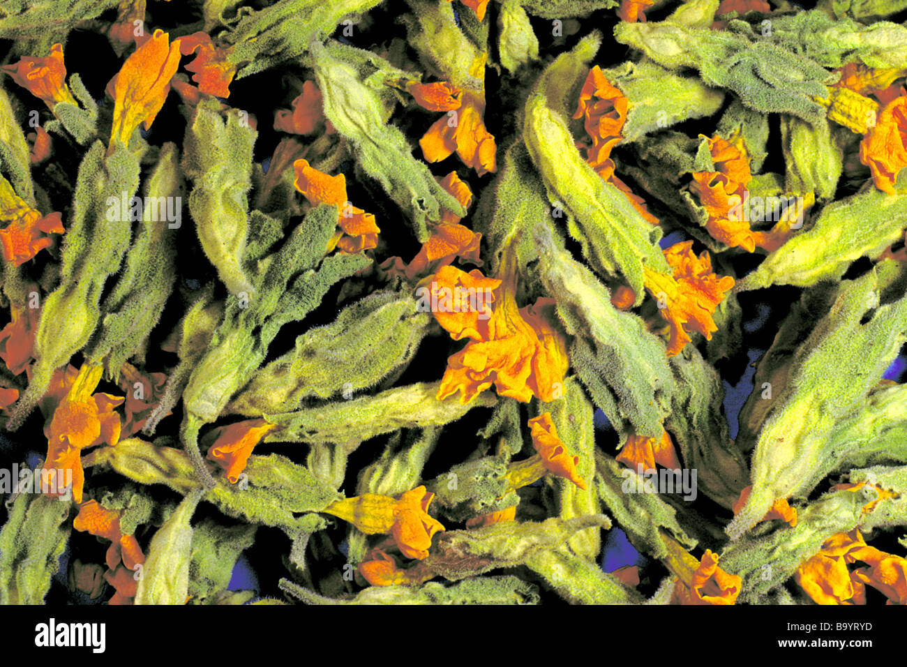 Primula veris herbal plant hi-res stock photography and images - Alamy