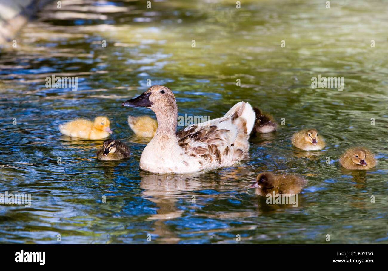 Mother duck and baby ducklings swimming with their mother Stock Photo - Alamy