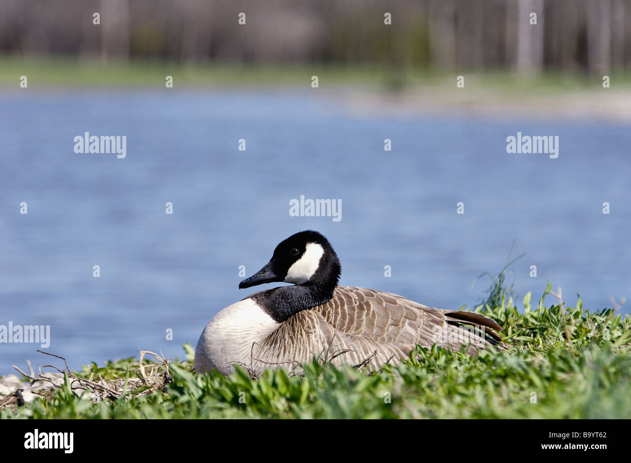 Breeding canada goose hi-res stock photography and images - Alamy