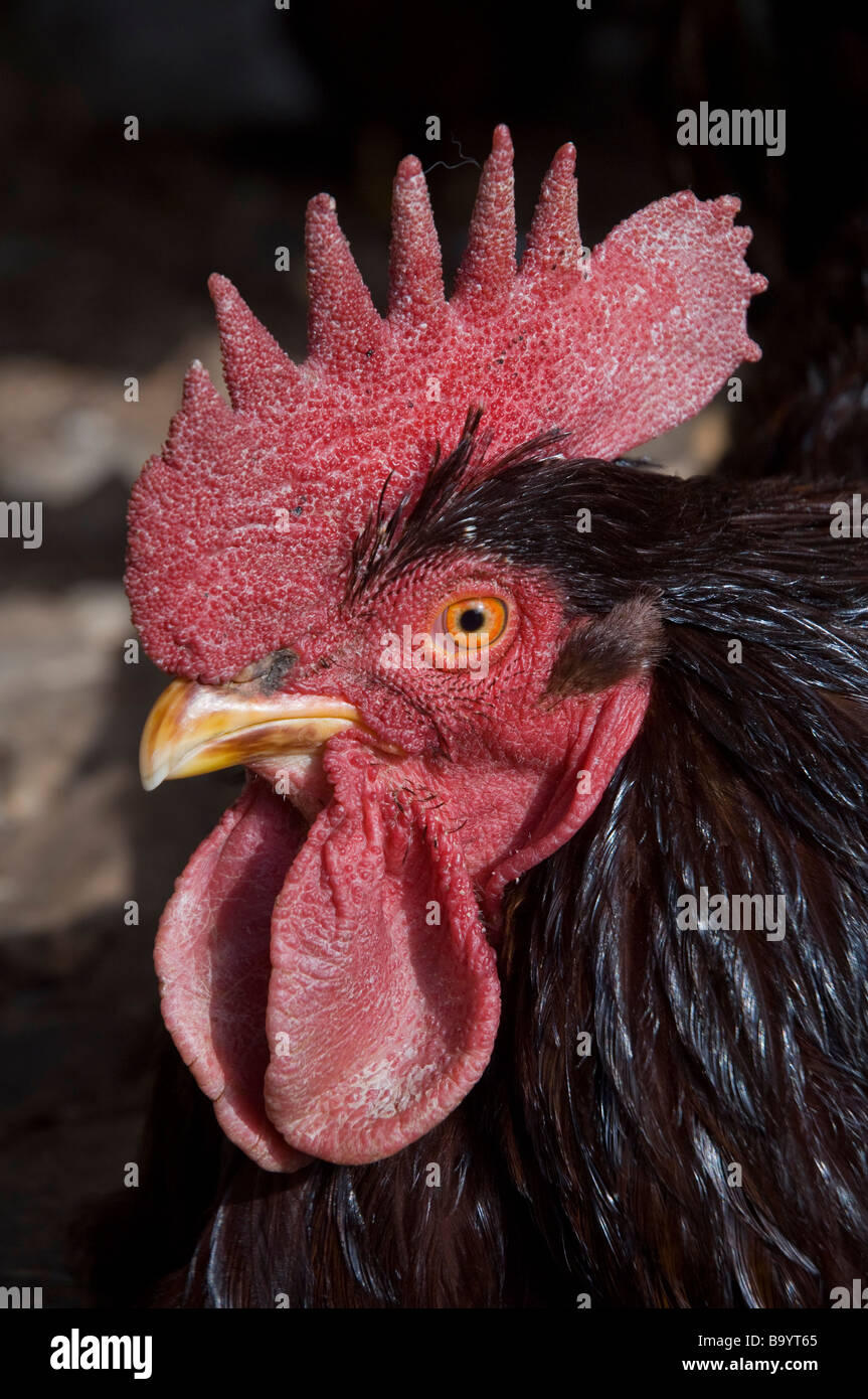 Cockerel chicken England UK Europe Stock Photo - Alamy