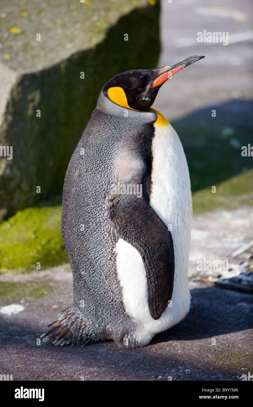 A King Penguin Edinburgh Zoo Stock Photo - Alamy