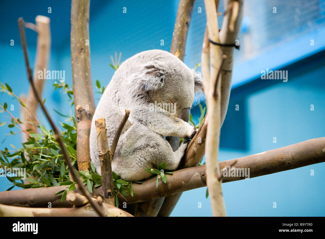 Koala at edinburgh zoo hi-res stock photography and images - Alamy