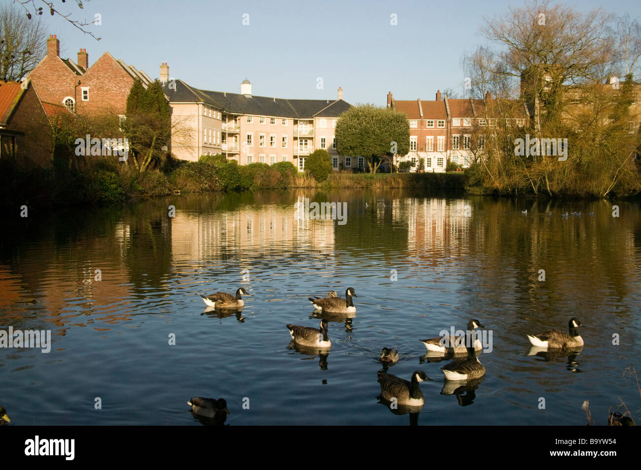 Village Duck Pond in Lexden, nr Colchester Essex Stock Photo - Alamy