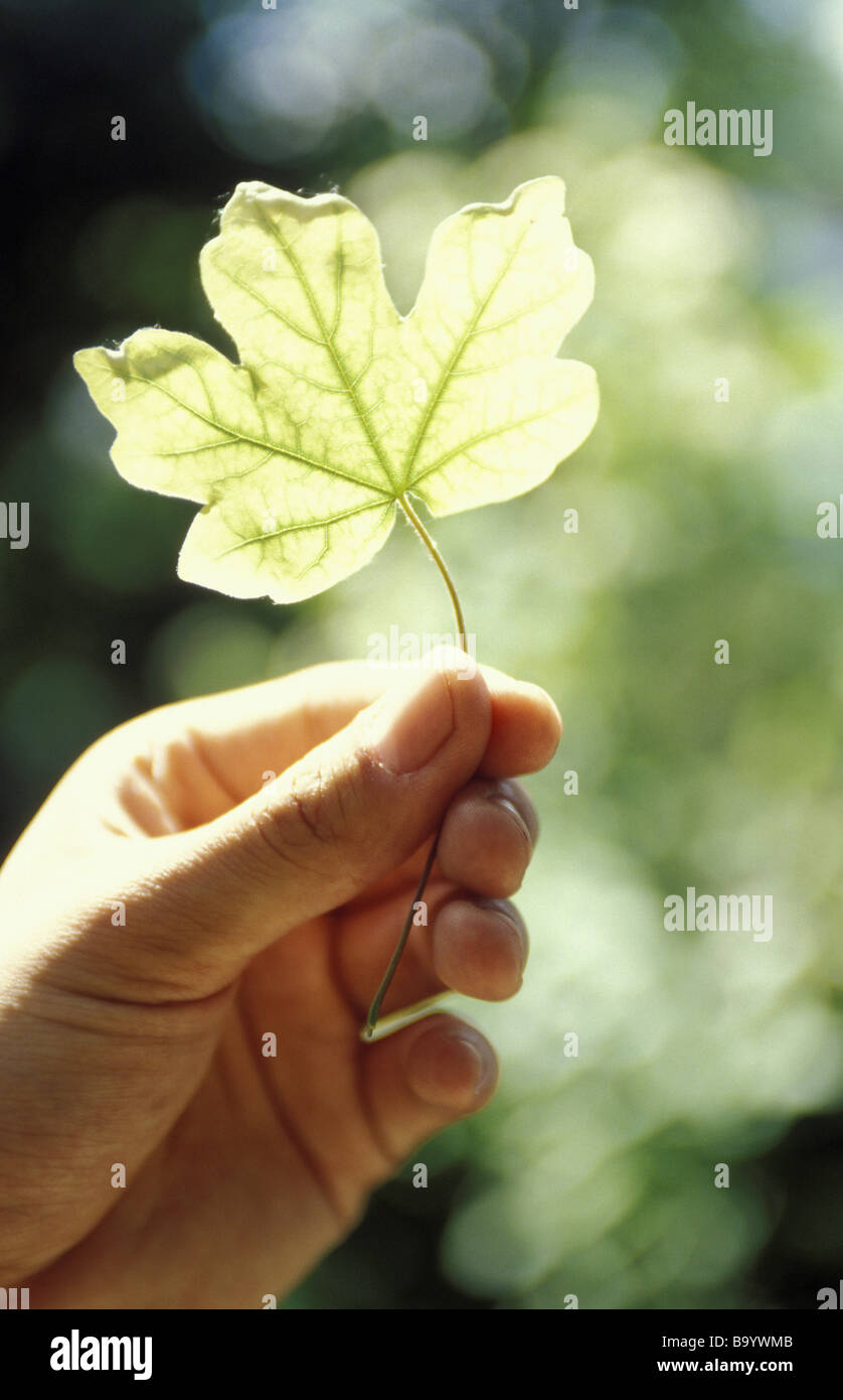 Hand holding leaf hi-res stock photography and images - Alamy
