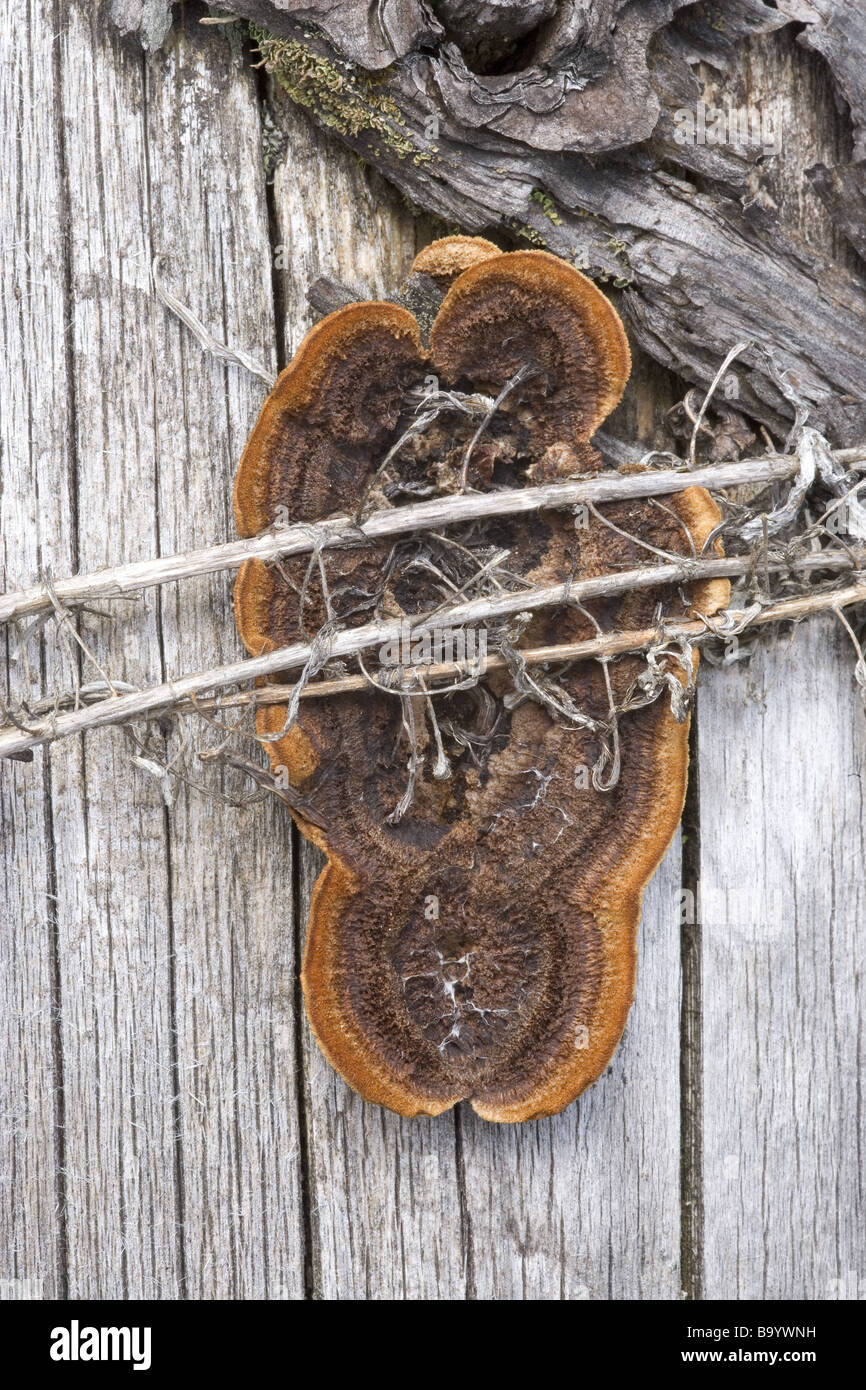 Dried turkey tail hi-res stock photography and images - Alamy