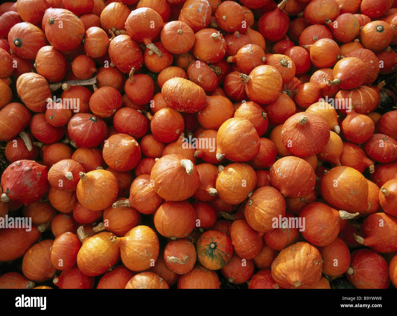 Round marrows hi-res stock photography and images - Alamy