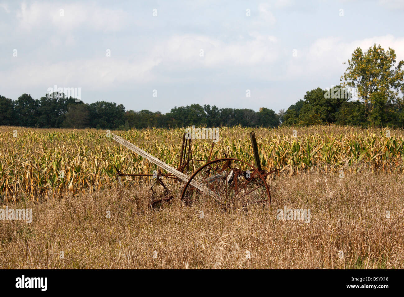 American rural landscape farming a field with ripe corn and blue sky ...