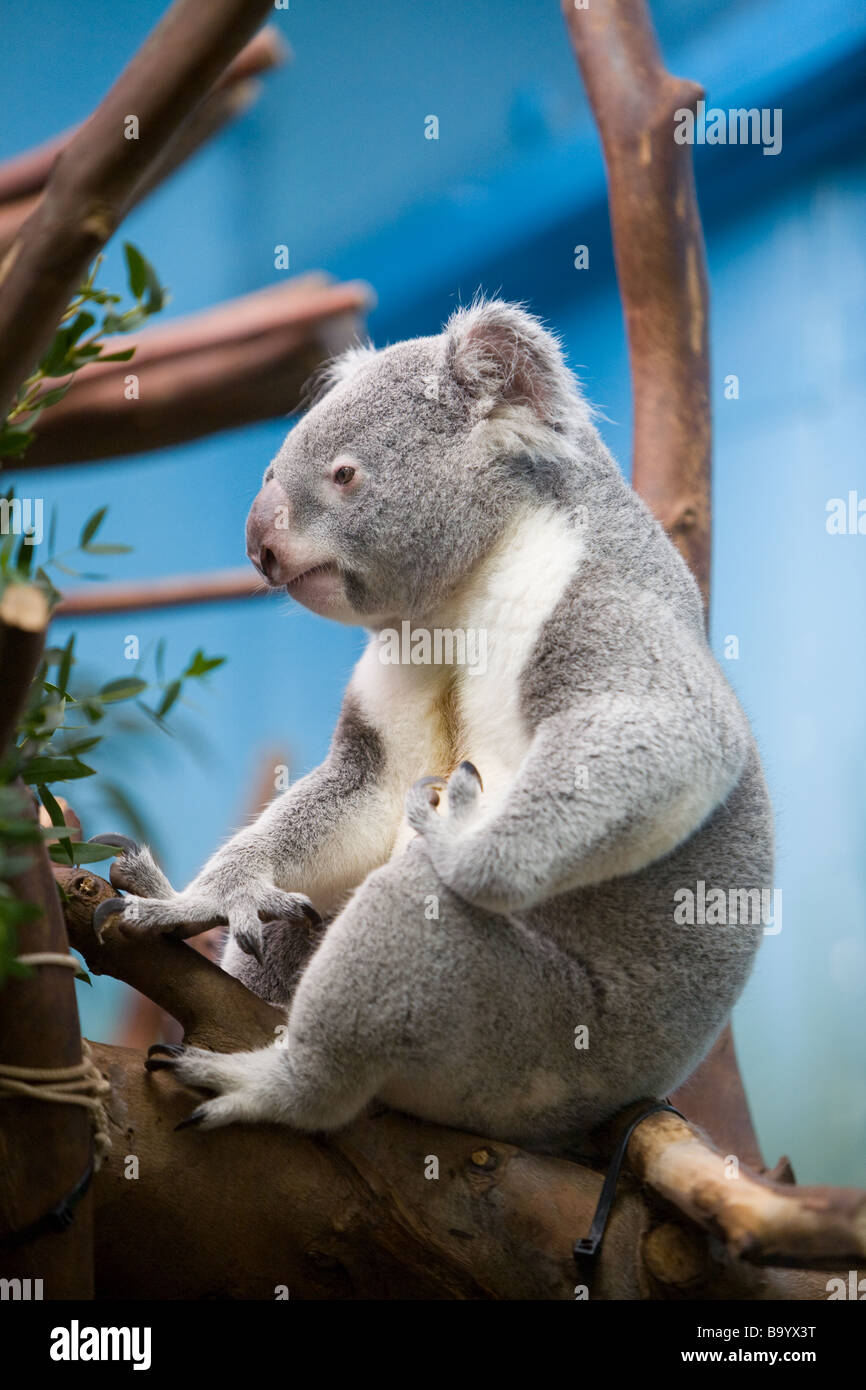 A Queensland Koala Bear Stock Photo - Alamy