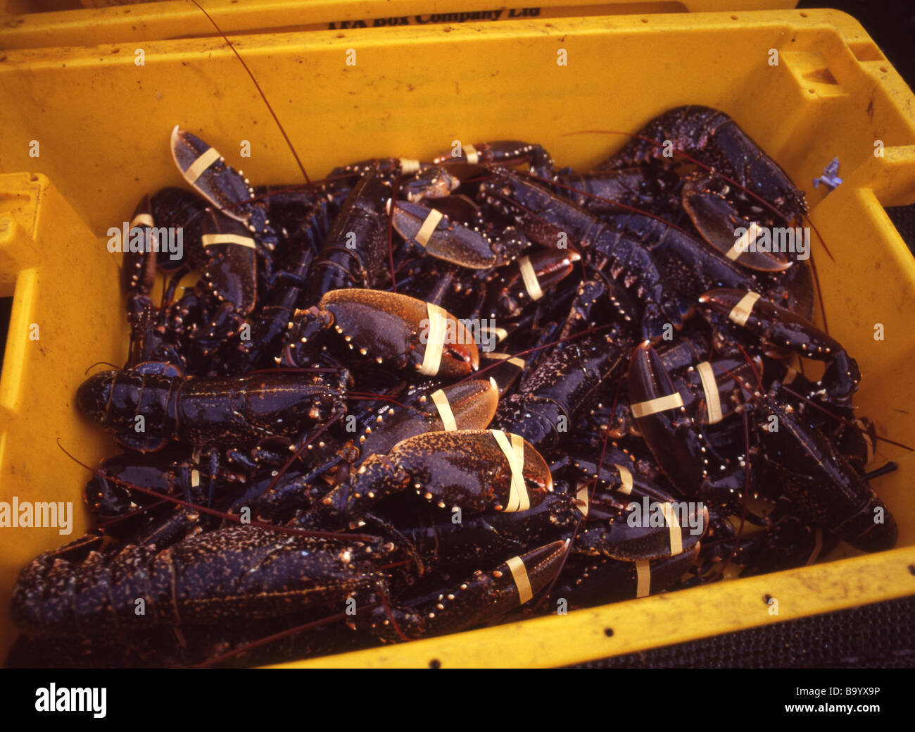 Lobster bands hi-res stock photography and images - Alamy